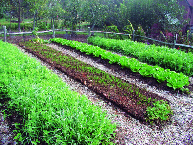 4 Rules for Weedless Gardening – Mother Earth News